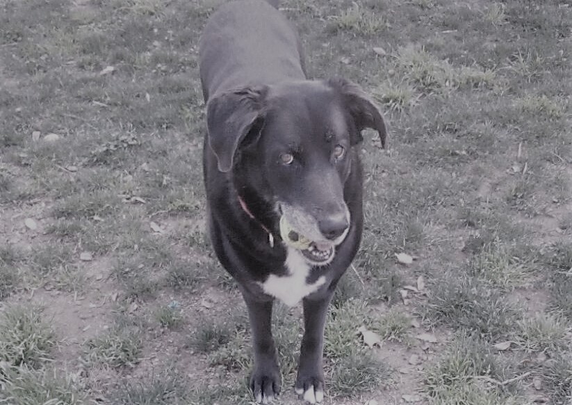 Evolución de Alma, la otra perrita de prácticas | Rehabilitación ...